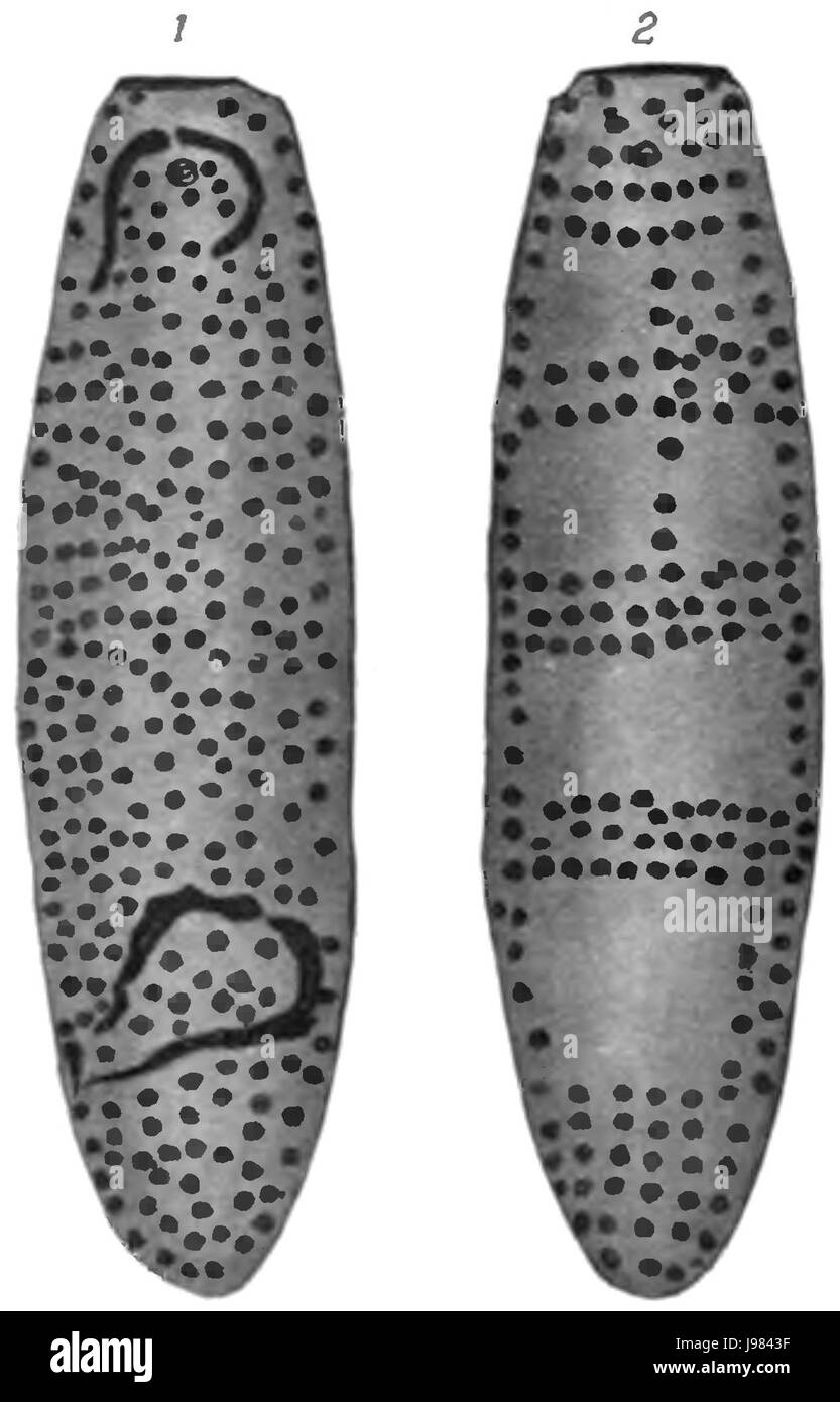 Bull roarer hi-res stock photography and images - Alamy