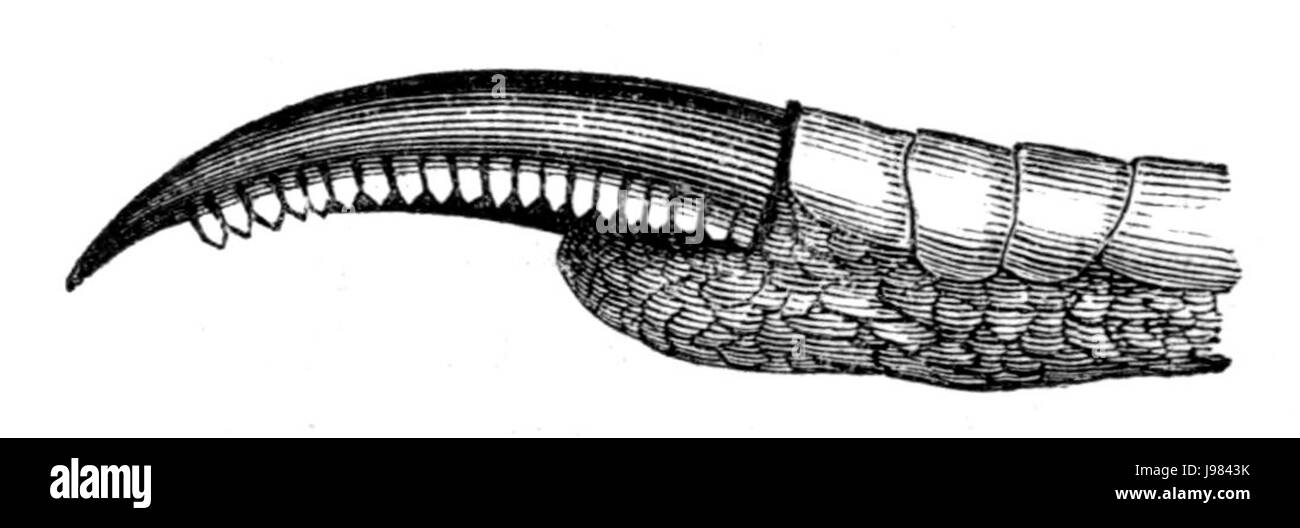 Heron physiology Black and White Stock Photos & Images - Alamy