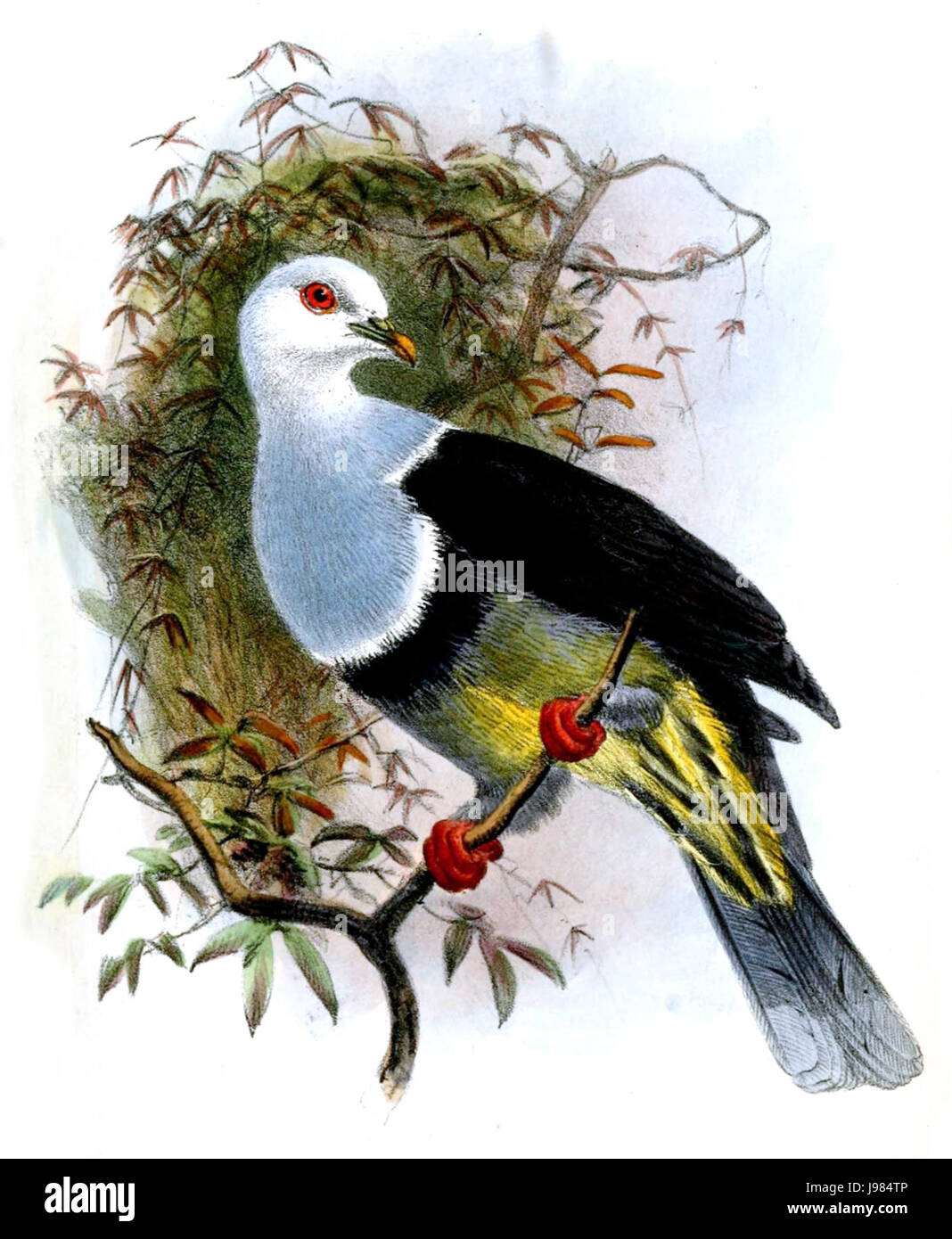 Ptilinopus cinctus hi-res stock photography and images - Alamy