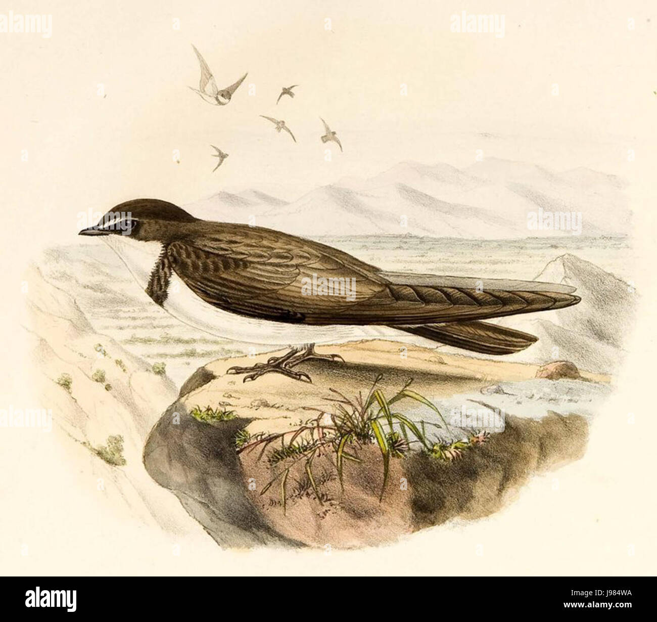 Riparia cincta 1894 Stock Photo - Alamy