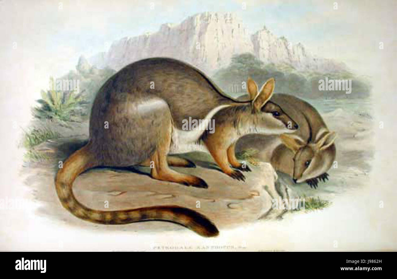 Petrogale xanthopus Gould Stock Photo - Alamy