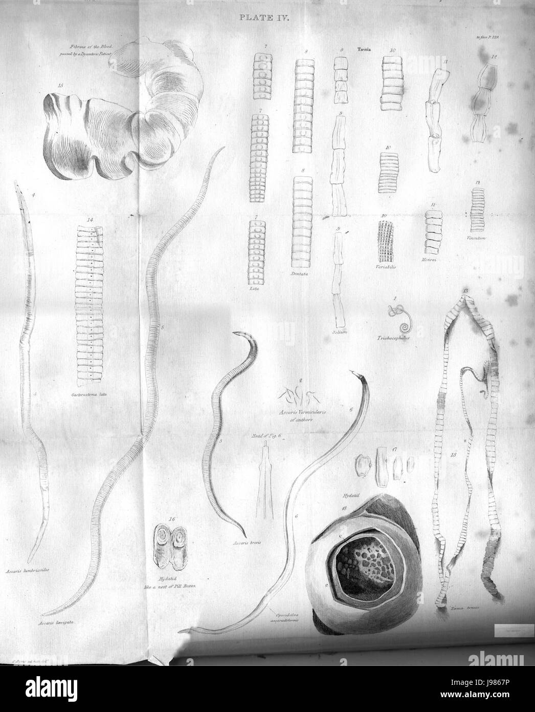 Engraving anatomy plate Black and White Stock Photos & Images - Alamy