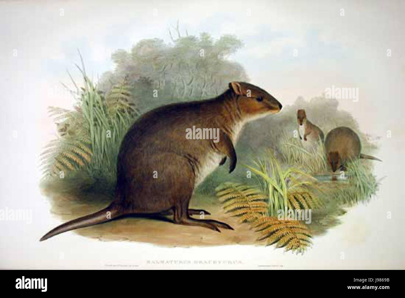 Setonix brachyurus 2 Gould Stock Photo - Alamy