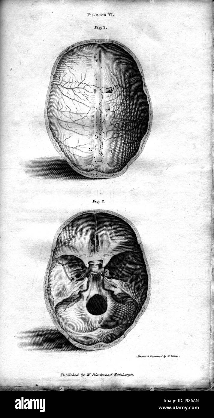 Skull engraving illustration hi-res stock photography and images - Alamy