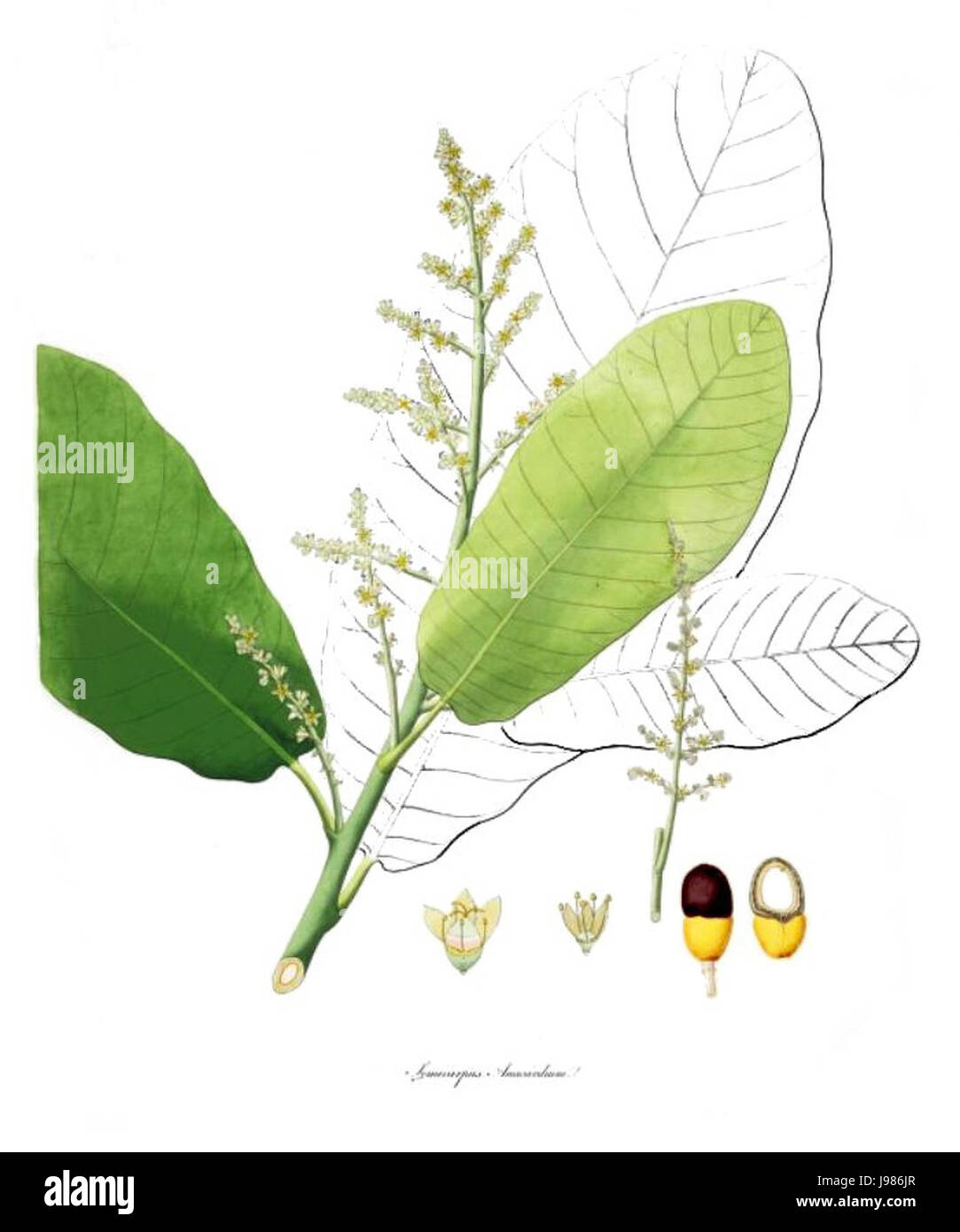 Semecarpus anacardium hi-res stock photography and images - Alamy