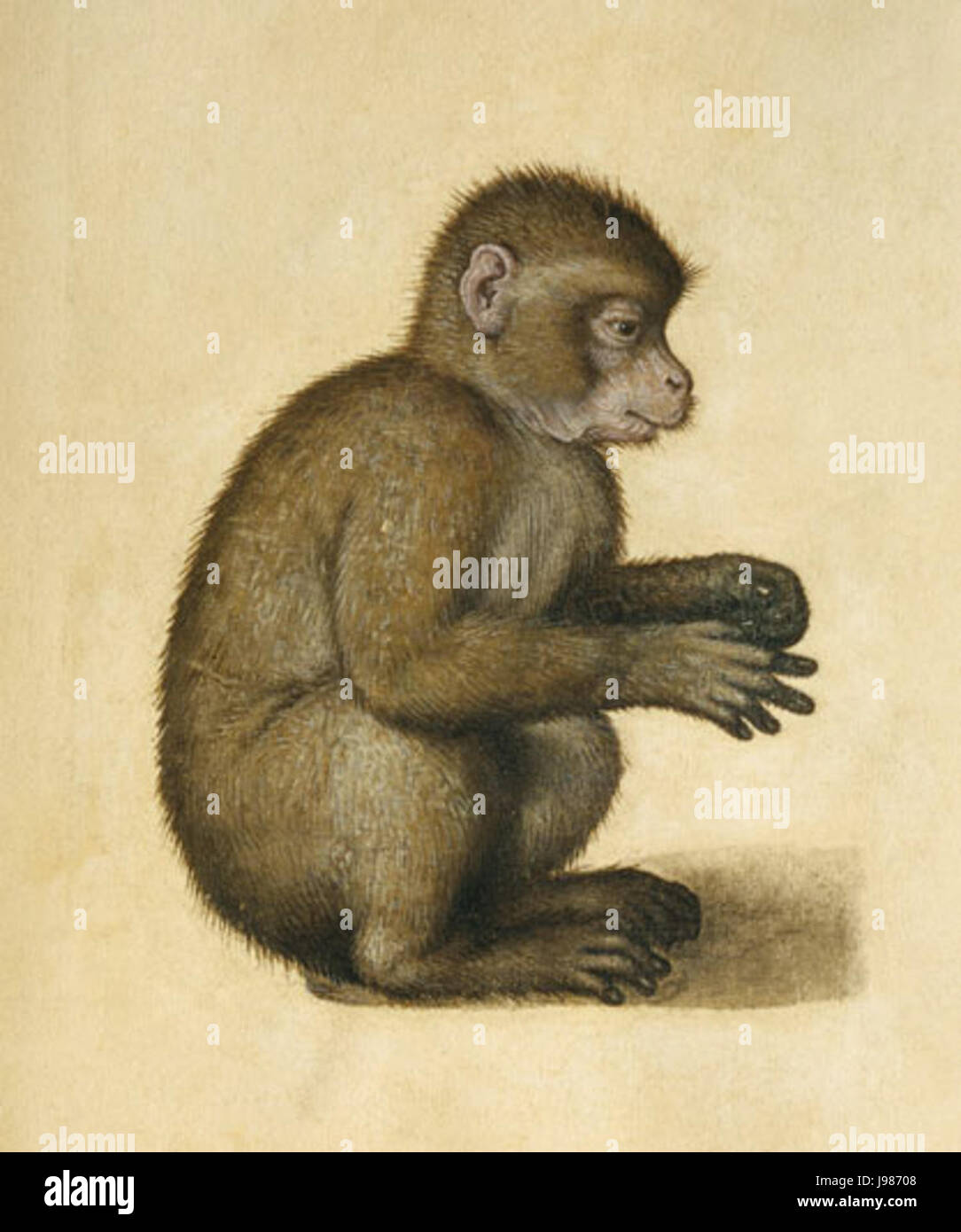 Durer art hi-res stock photography and images - Alamy