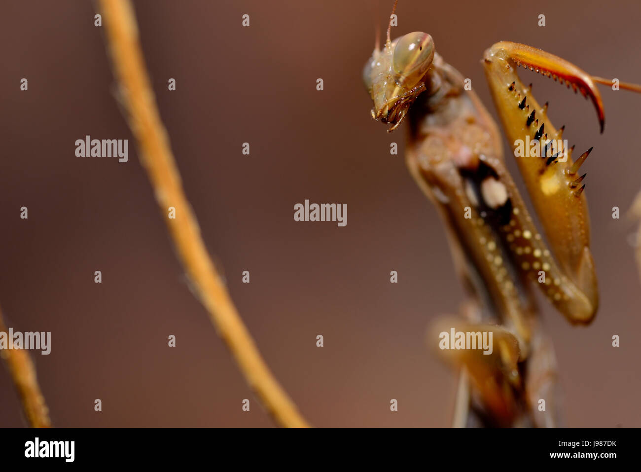 Praying mantis alien insect hi-res stock photography and images - Alamy
