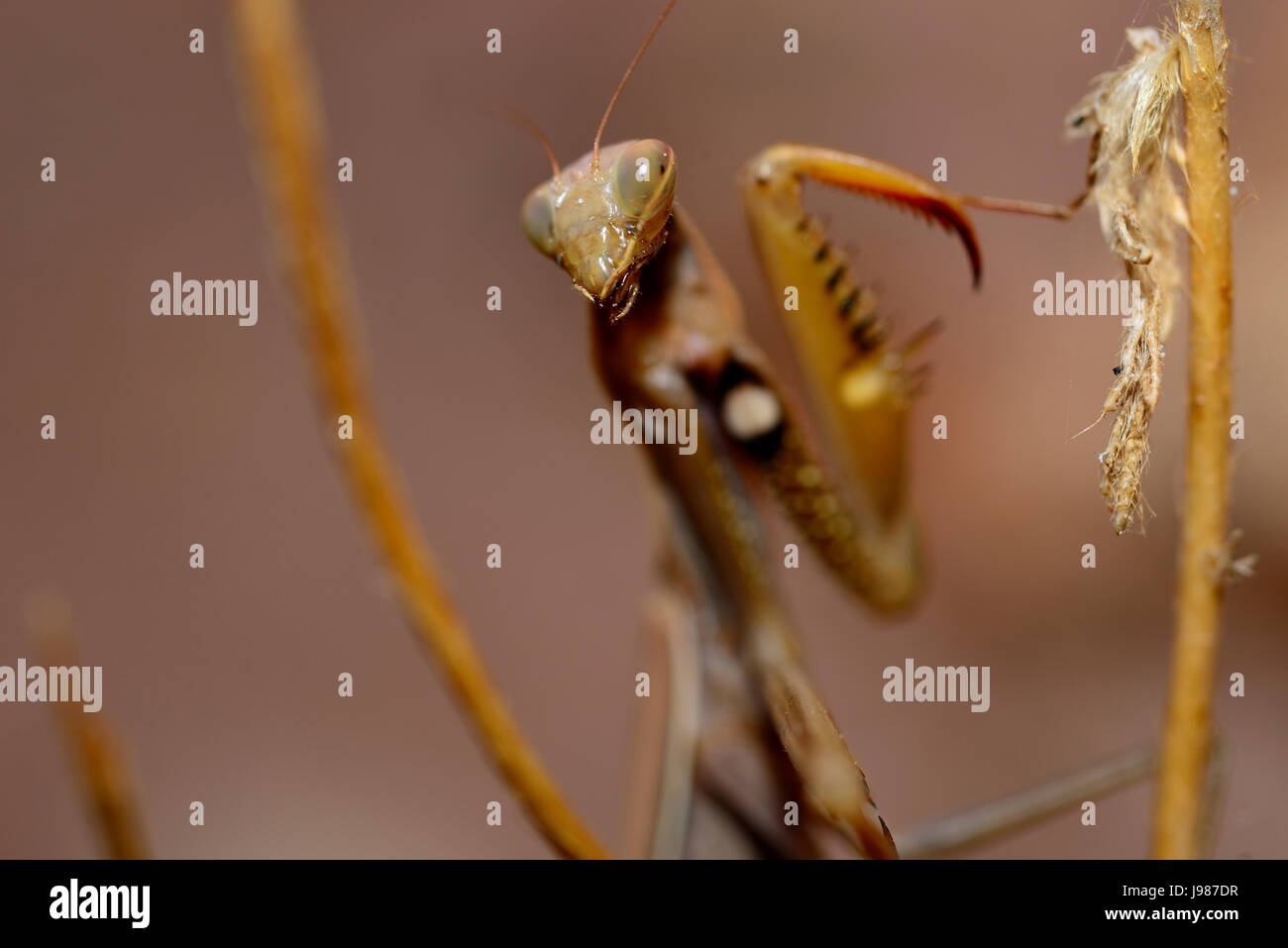 Praying mantis (Mantis religiosa) in defensive position in Albendiego ...