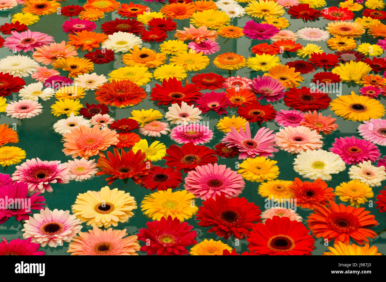 Gerberas in water hi-res stock photography and images - Alamy