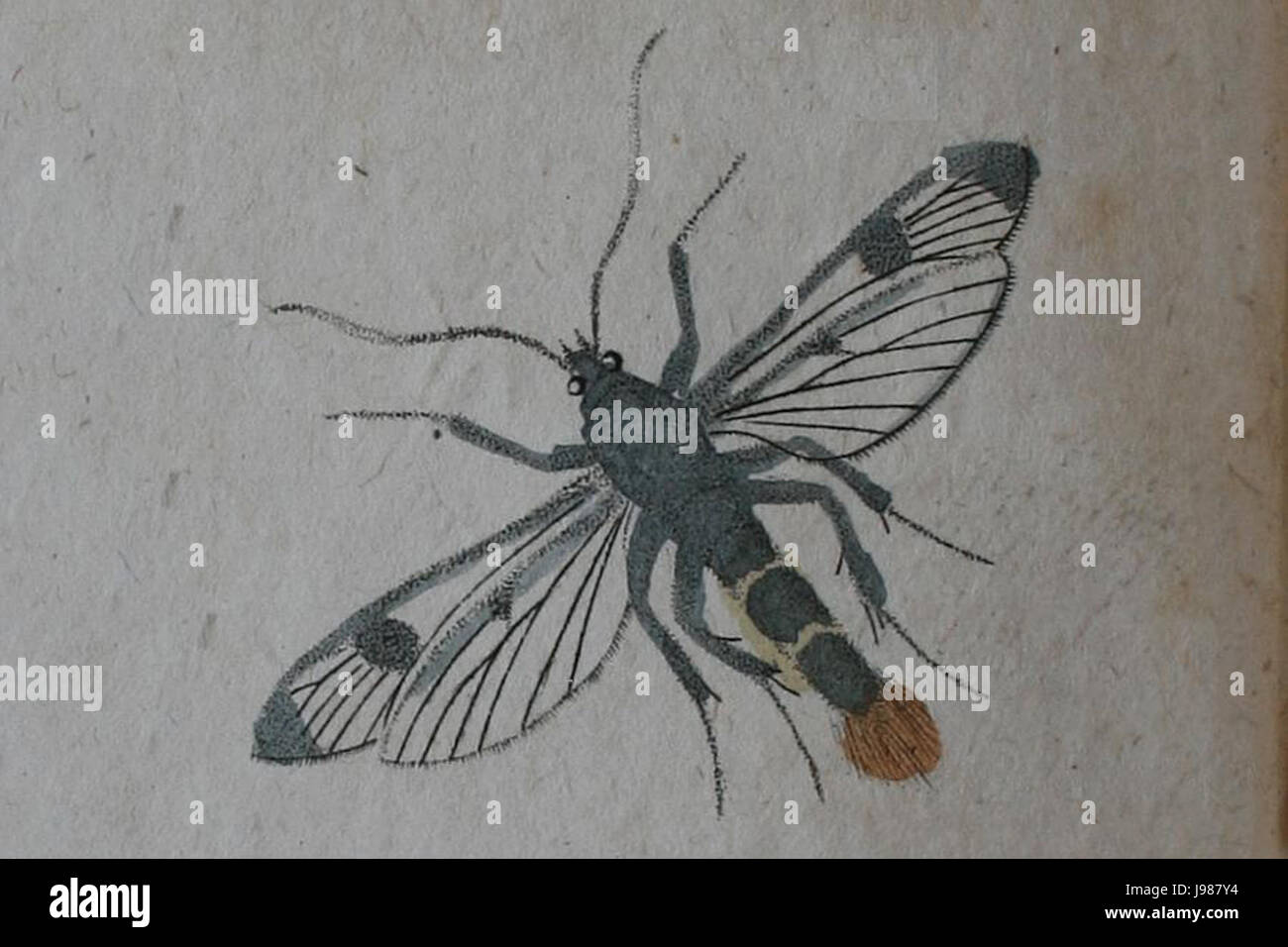 Scoliaeformis hi-res stock photography and images - Alamy