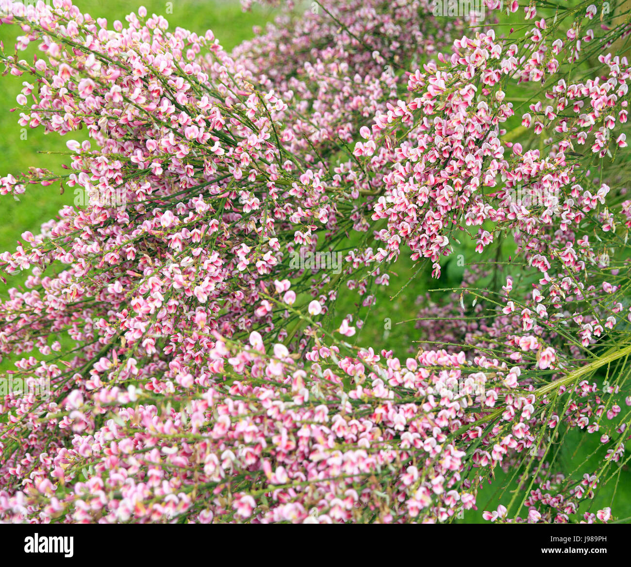 Broom Bush High Resolution Stock Photography and Images - Alamy