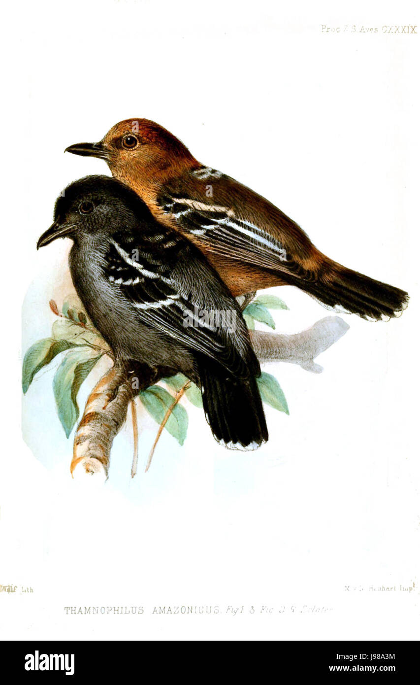 Tropical forest amazon Cut Out Stock Images & Pictures - Alamy