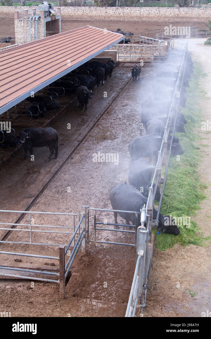 food, aliment, modern, modernity, animal, mammal, agriculture, farming ...