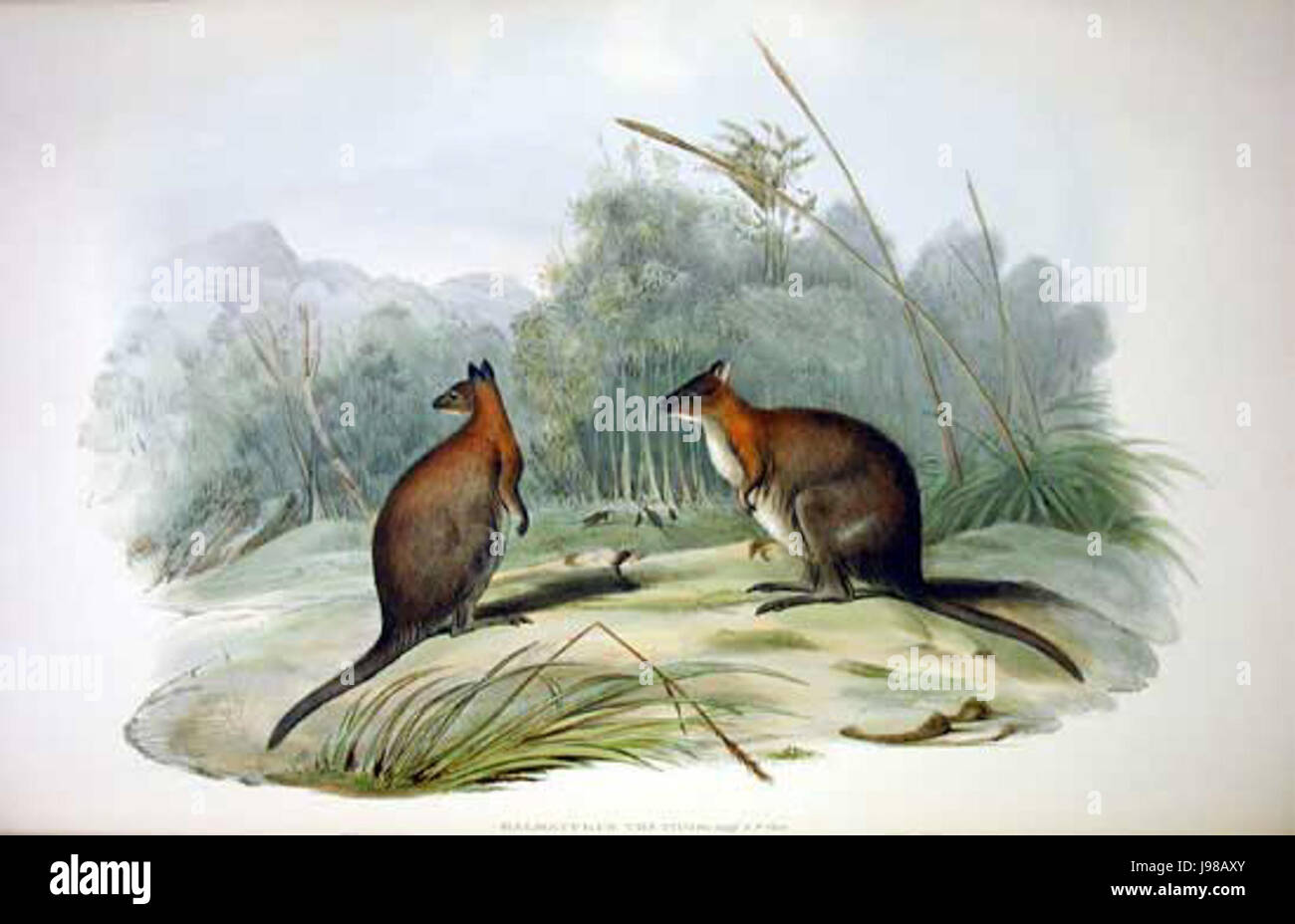 Thylogale thetis 2 Gould Stock Photo - Alamy