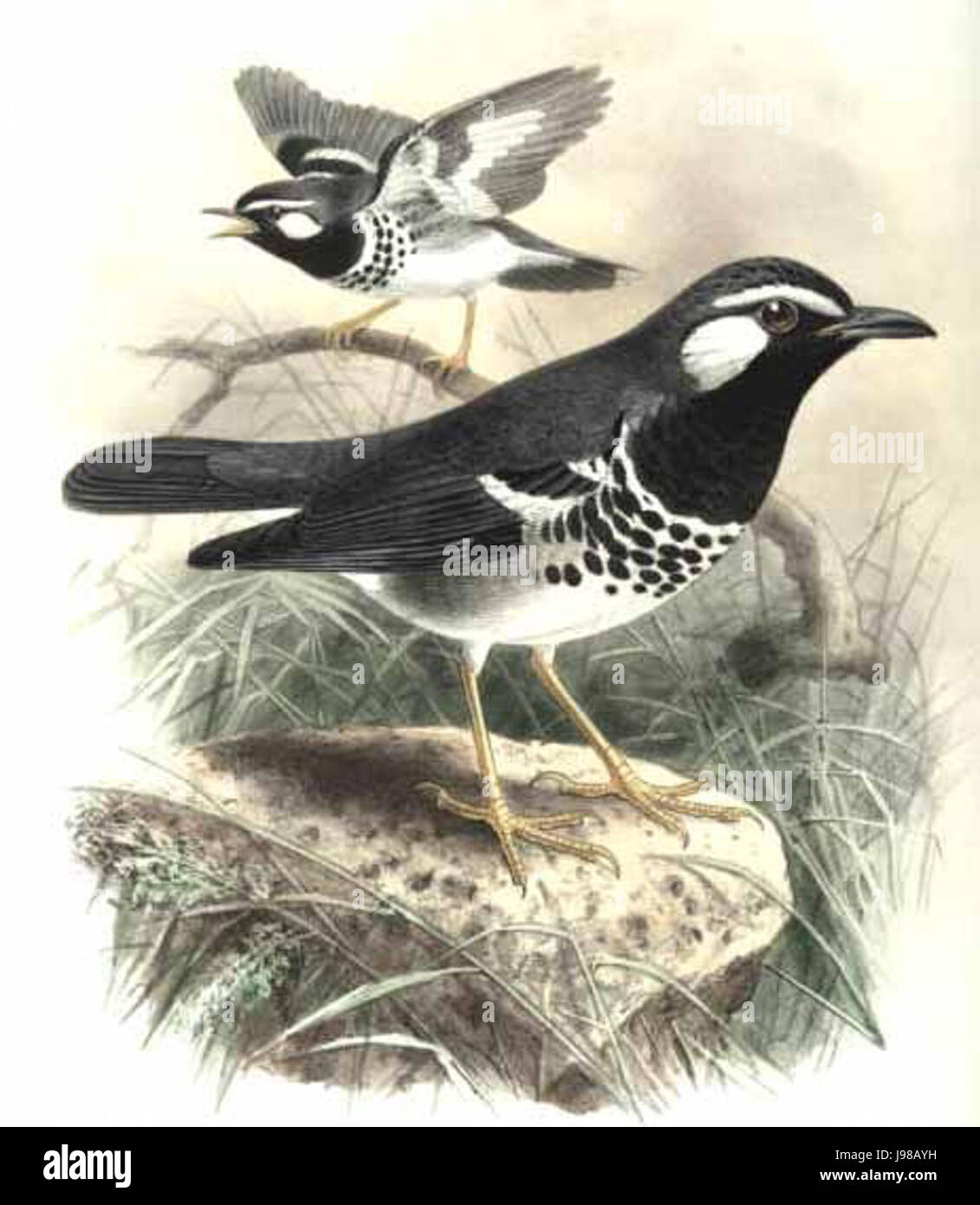 Zoothera schistacea keulemans Stock Photo - Alamy