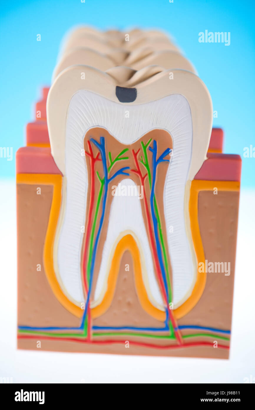 health, teeth, dentist, human, human being, tooth, dental, jagged ...
