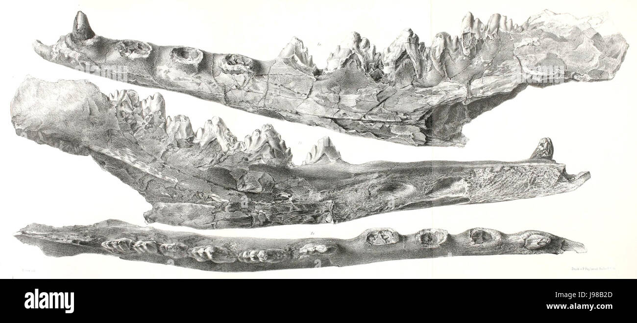 Zeuglodons Sightings