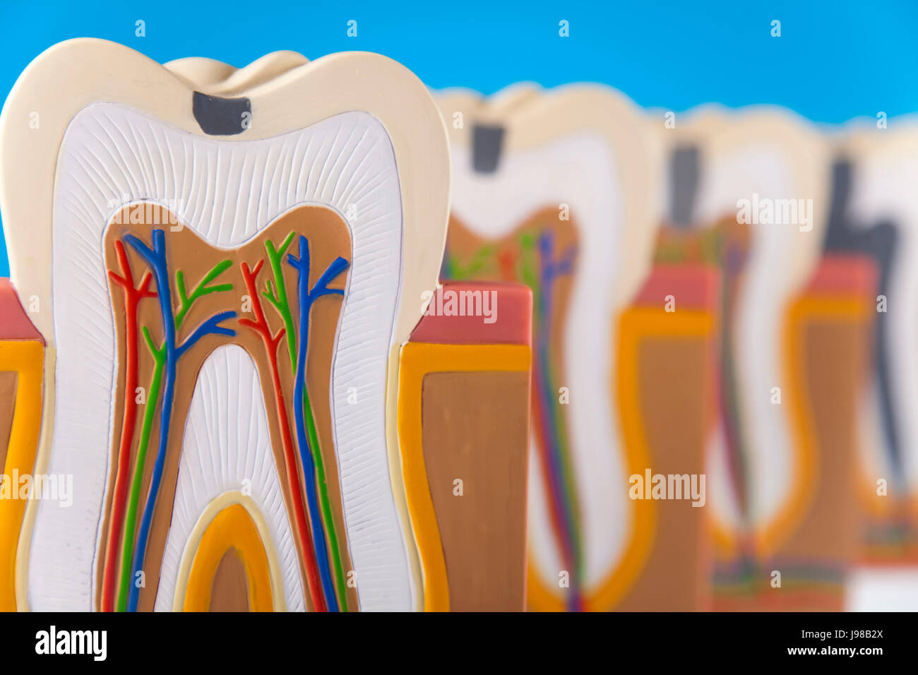 health, teeth, dentist, human, human being, tooth, dental, jagged ...