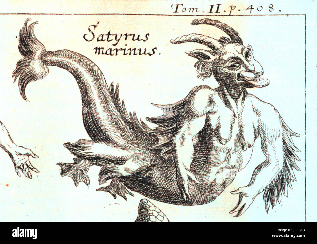 Satyrus marinus hi-res stock photography and images - Alamy