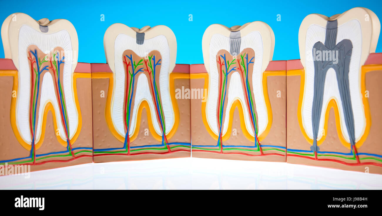health, teeth, dentist, human, human being, tooth, dental, healthcare ...