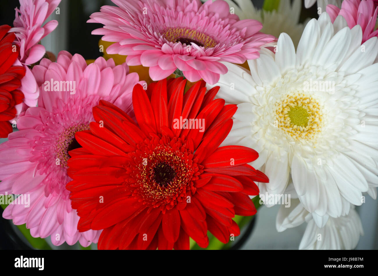 Gerber flowers hi-res stock photography and images - Alamy