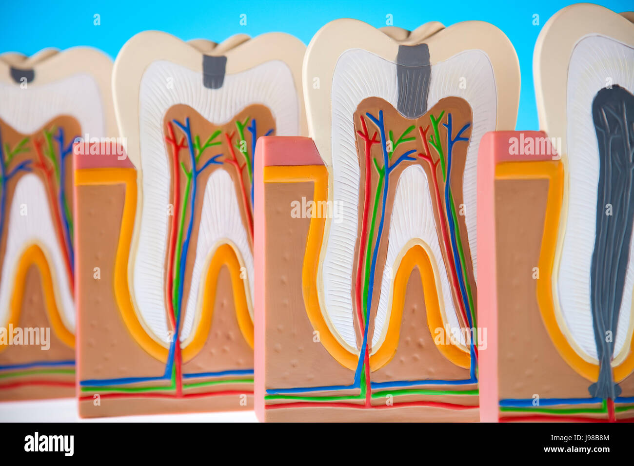 health, teeth, dentist, human, human being, tooth, dental, healthcare ...