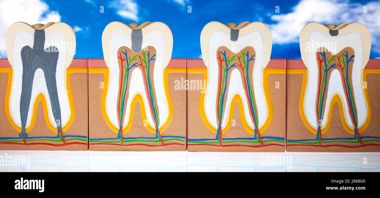 health, teeth, dentist, human, human being, tooth, dental, healthcare ...