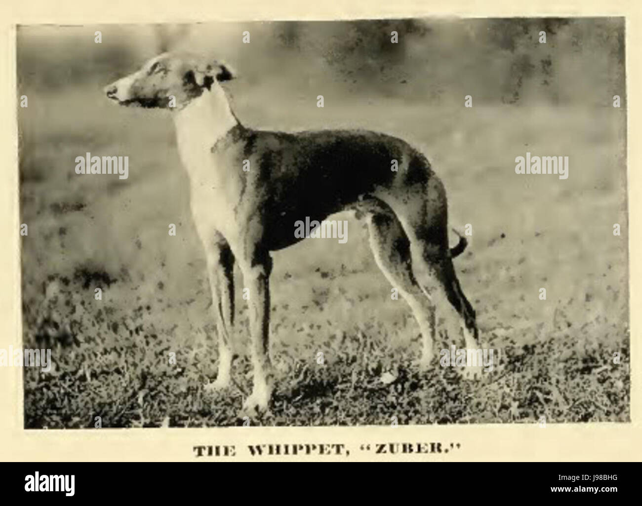 Whippet body hi-res stock photography and images - Alamy