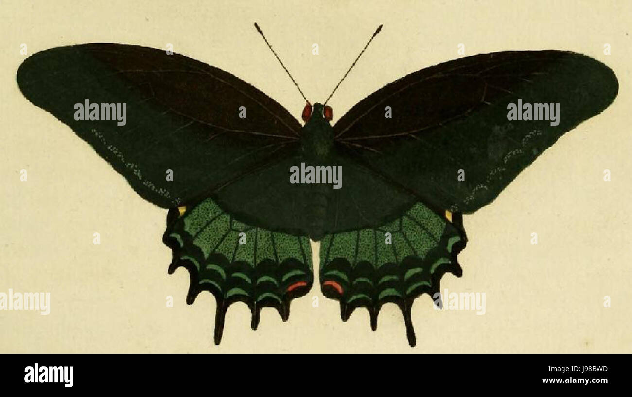 Androgeus hi-res stock photography and images - Alamy