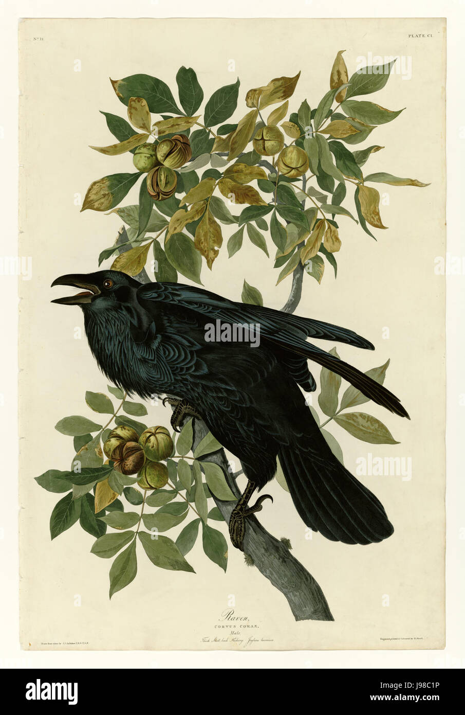 101 raven hi-res stock photography and images - Alamy