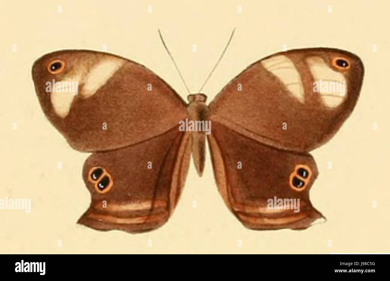 Abisara hi-res stock photography and images - Alamy