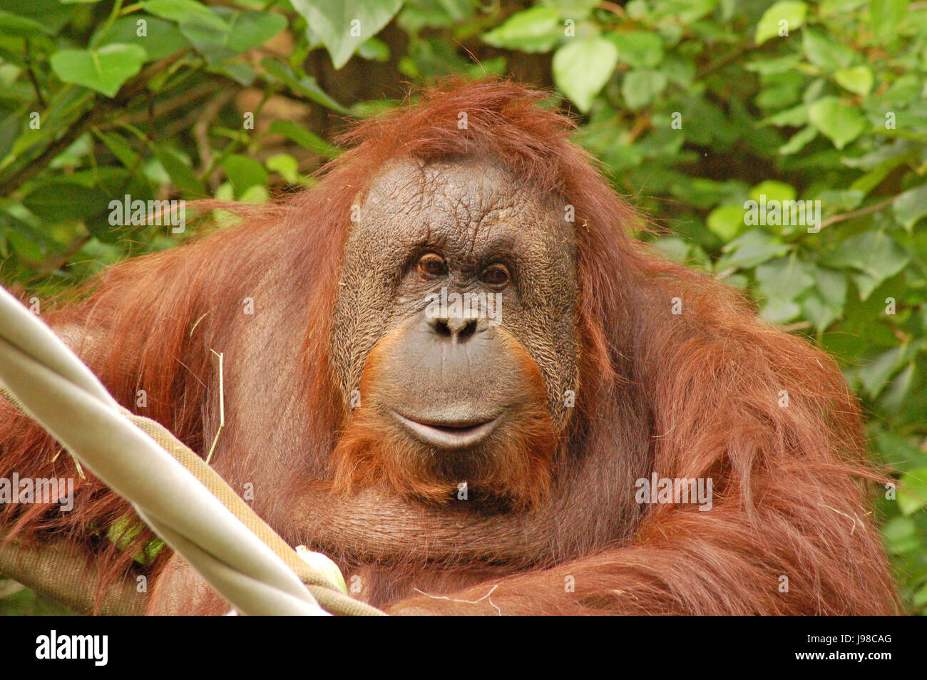 Cute brown orangutan monkey Stock Photo - Alamy