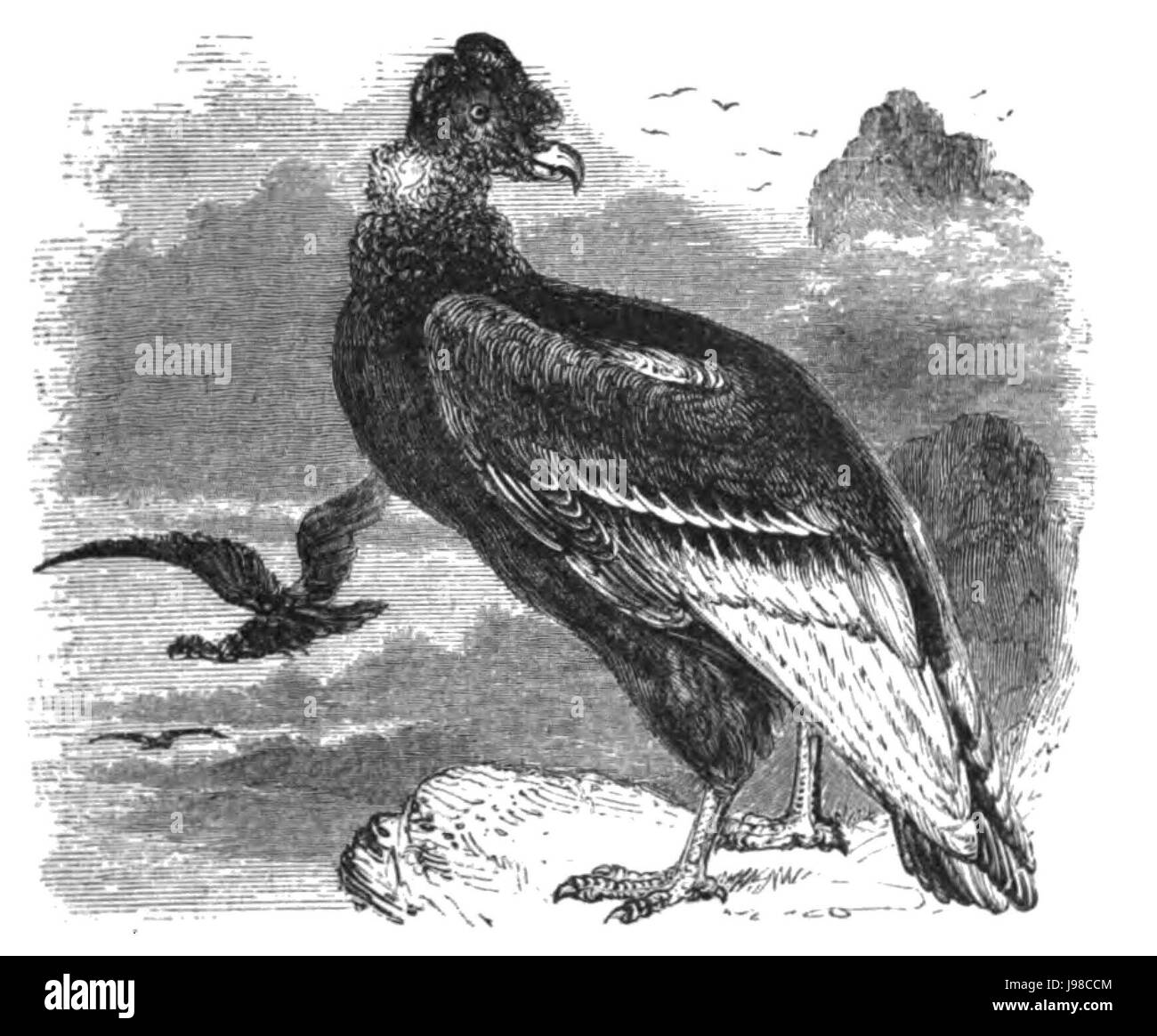 Natural History, Birds Condor Stock Photo - Alamy