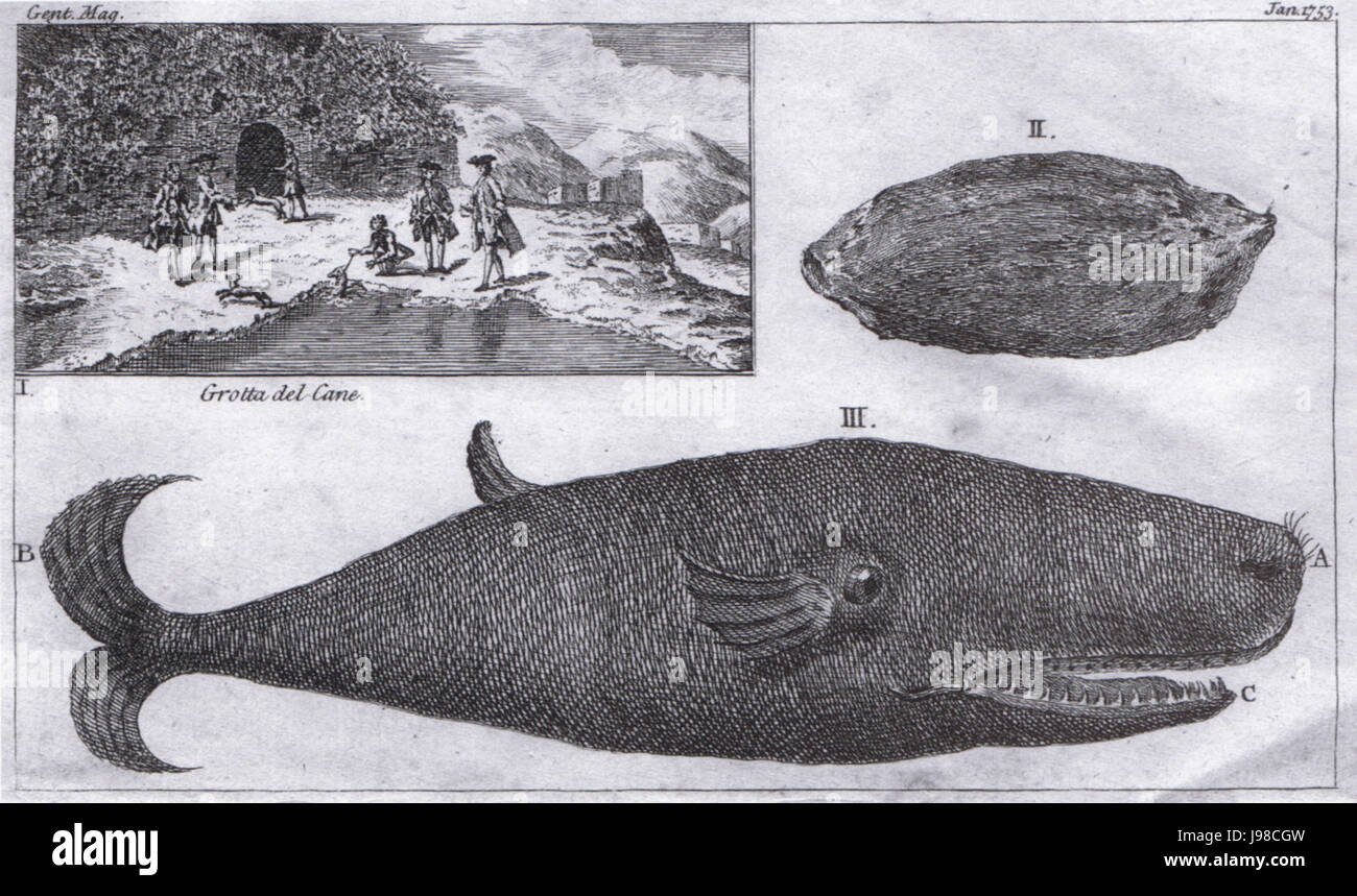 Pottwal und ein Klumpens Ambra 1753 01 Stock Photo - Alamy