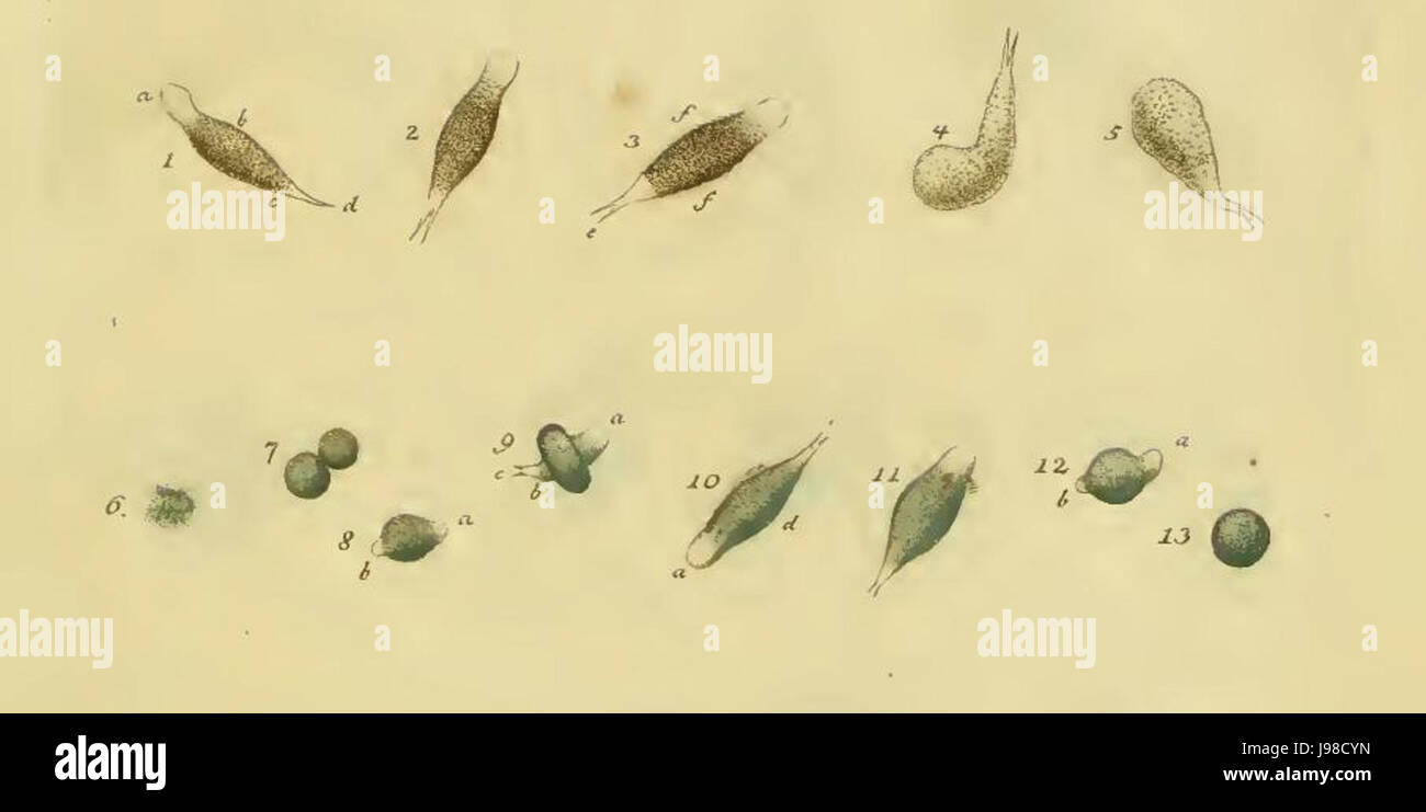 Mullers cercaria viridis Stock Photo - Alamy