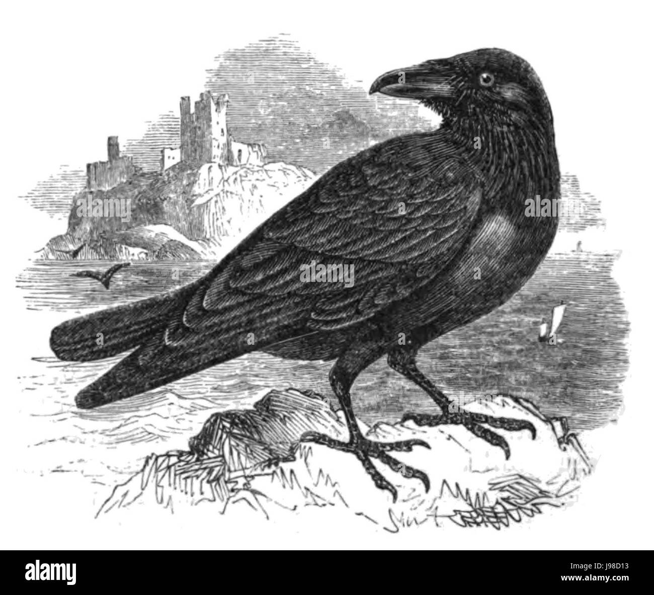 Natural History, Birds Raven Stock Photo - Alamy
