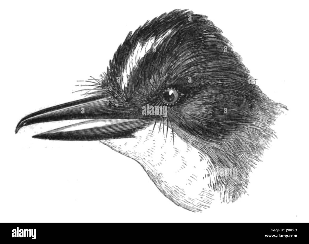 Natural predator prey study Cut Out Stock Images & Pictures - Alamy