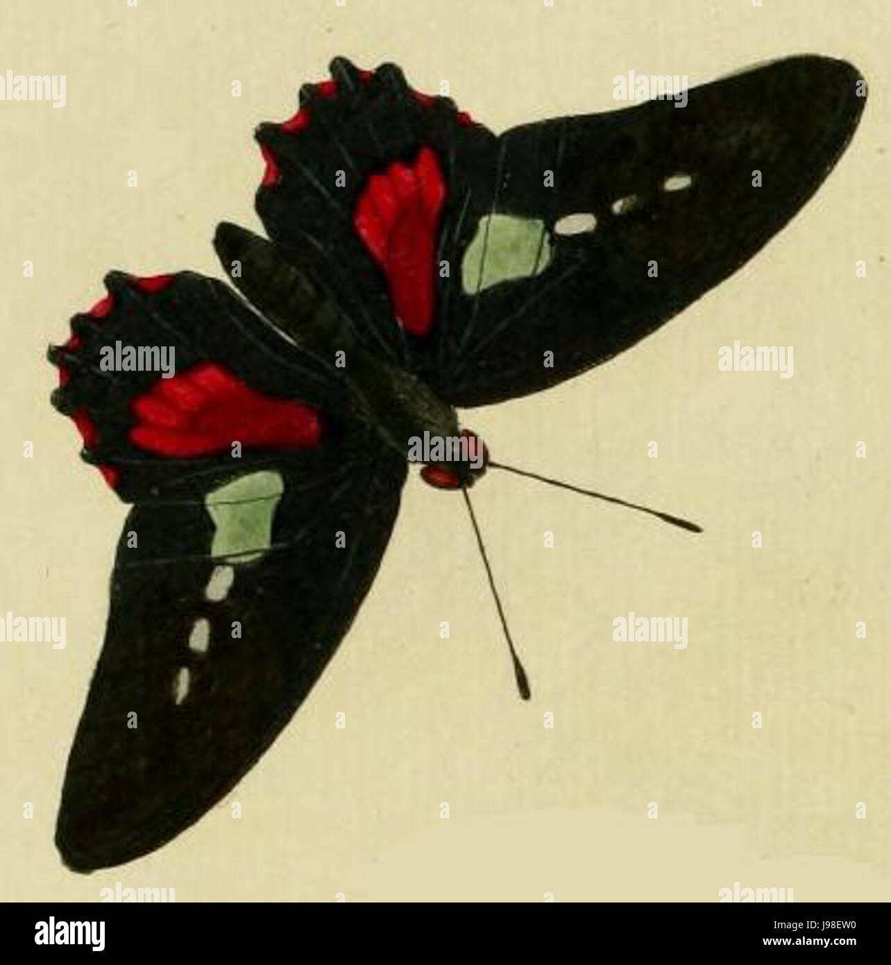 Parides aeneas male Stock Photo - Alamy
