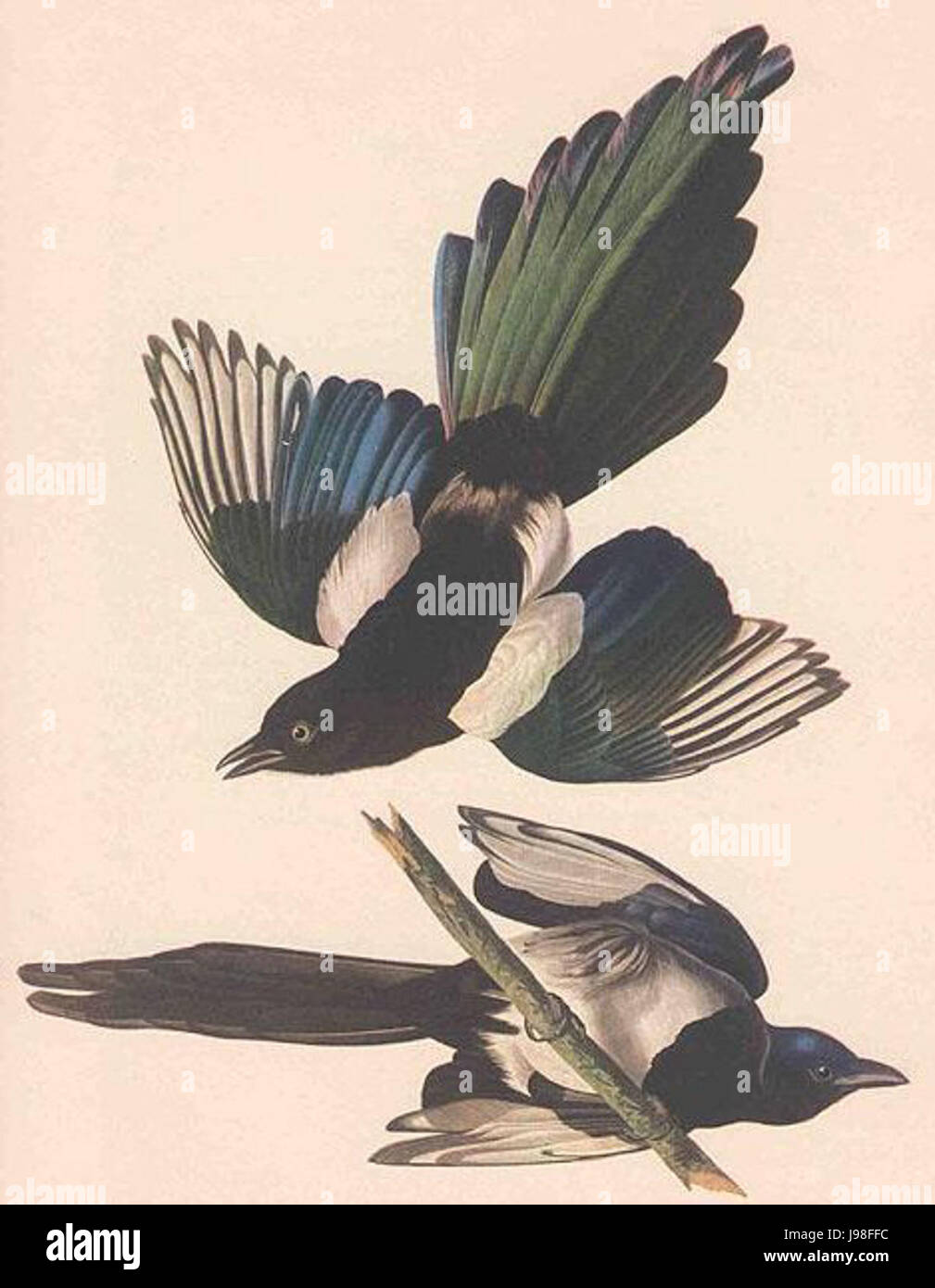 American magpie john audubon hi-res stock photography and images - Alamy