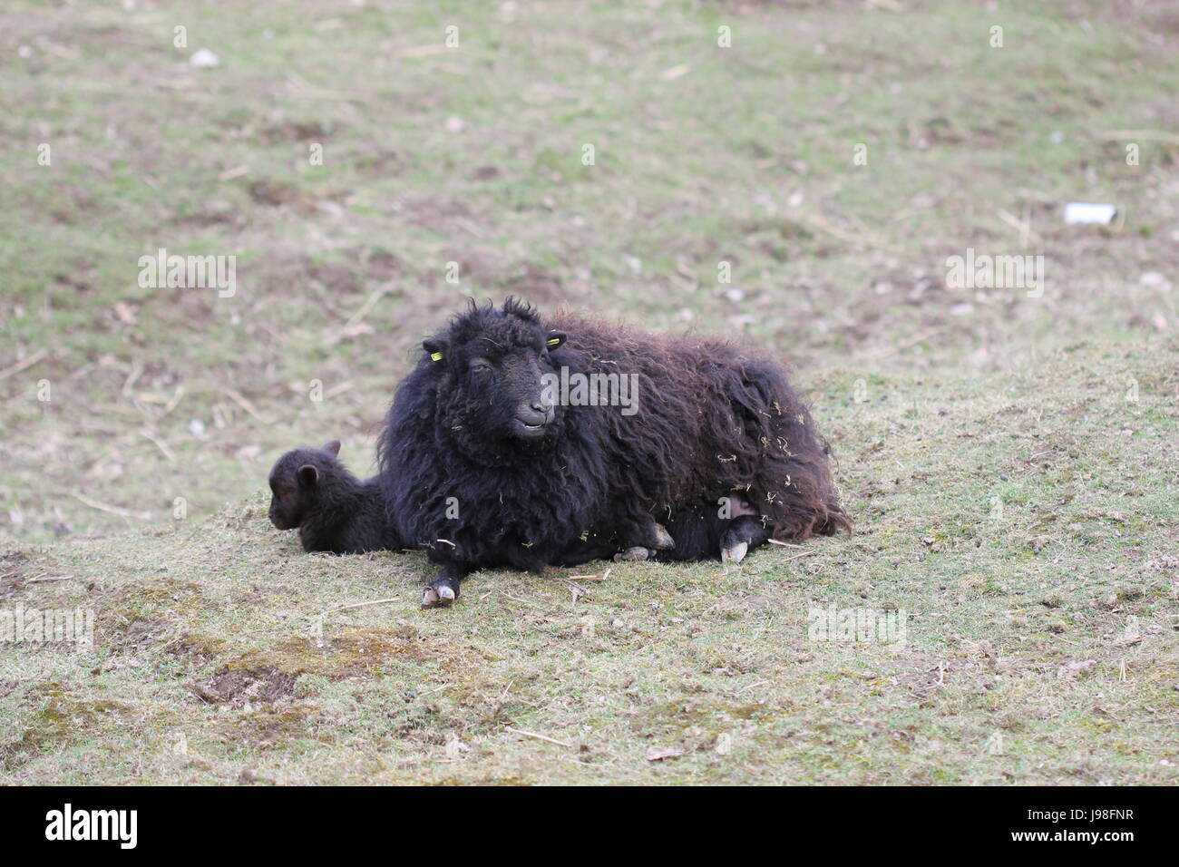 Dwarf sheep hi-res stock photography and images - Alamy