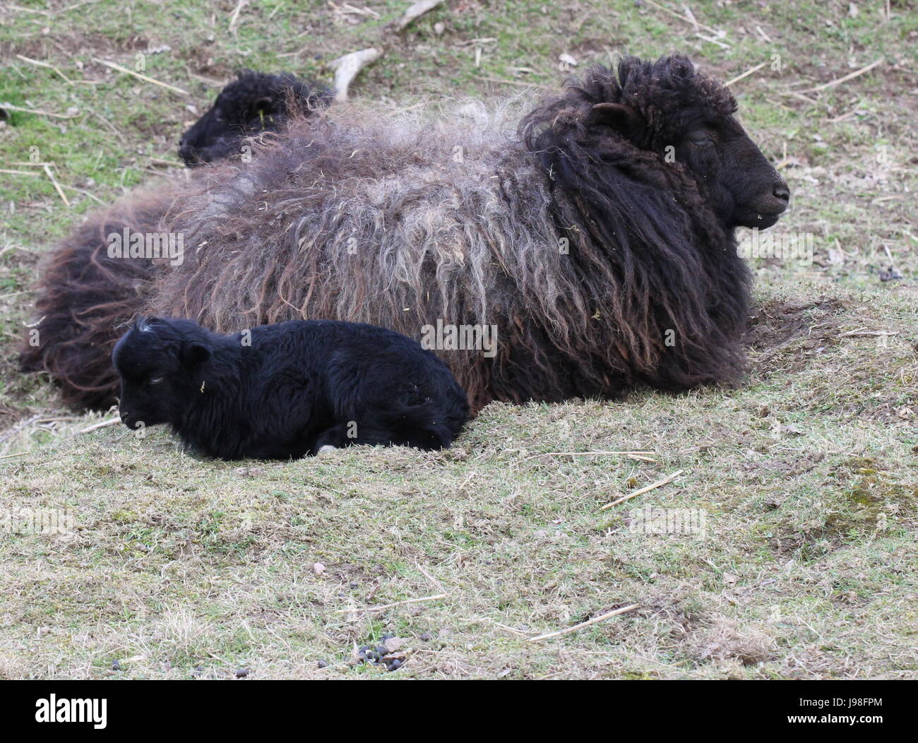 Breton dwarf sheep hi-res stock photography and images - Alamy