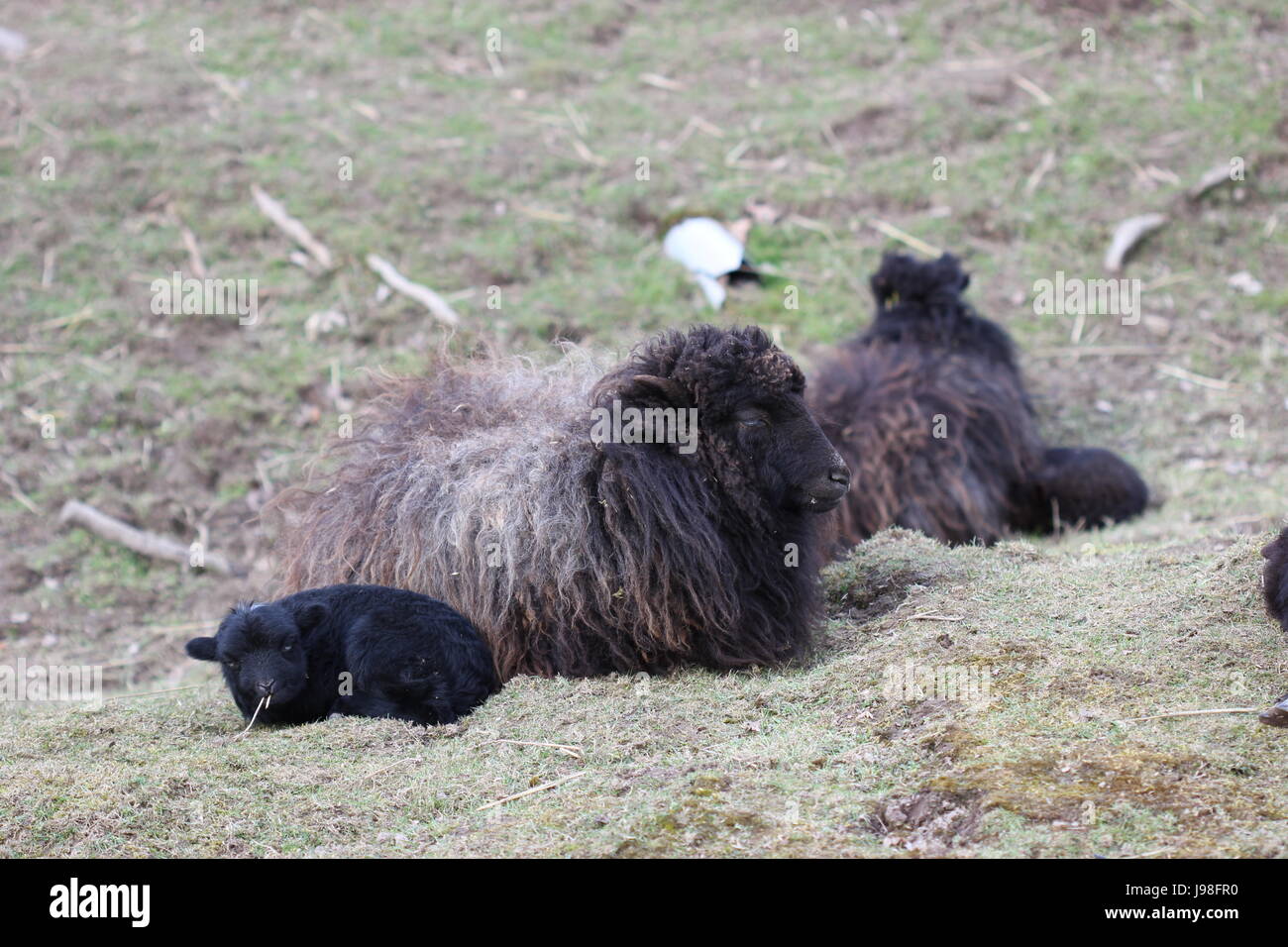 breton dwarf sheep with lambs Stock Photo - Alamy