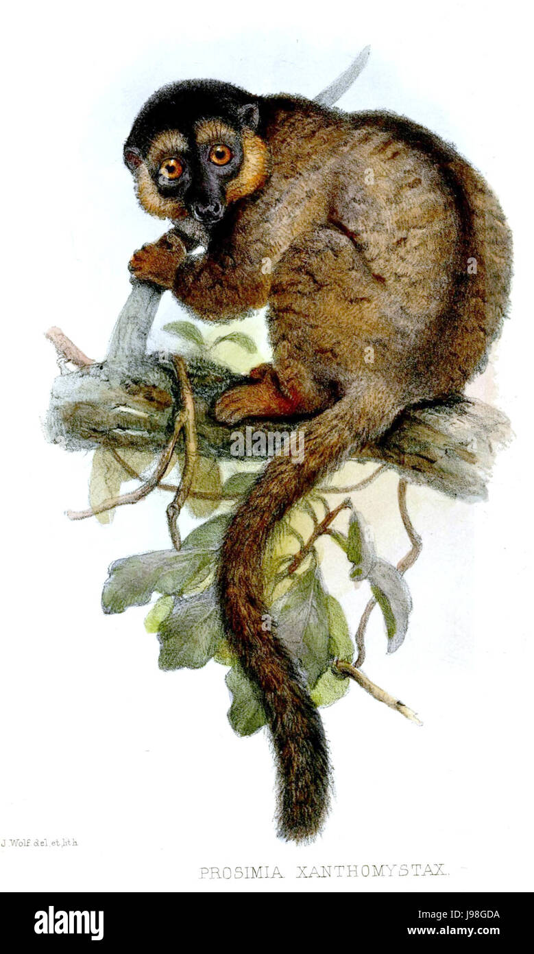Endemic primate conservation Cut Out Stock Images & Pictures - Alamy