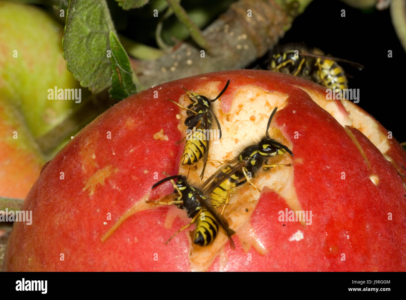 Pest damage hi-res stock photography and images - Alamy