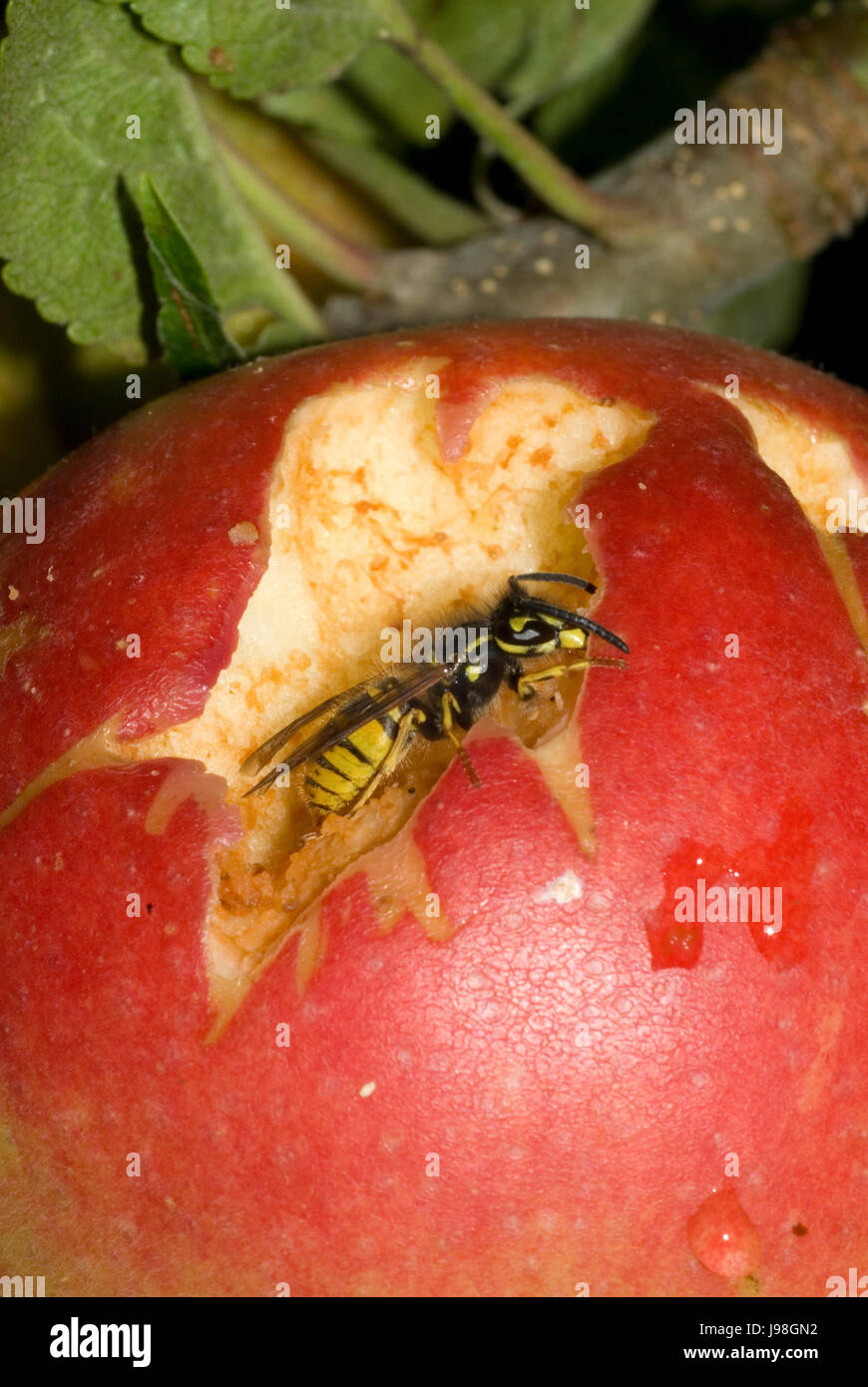 Fruit damage hi-res stock photography and images - Alamy