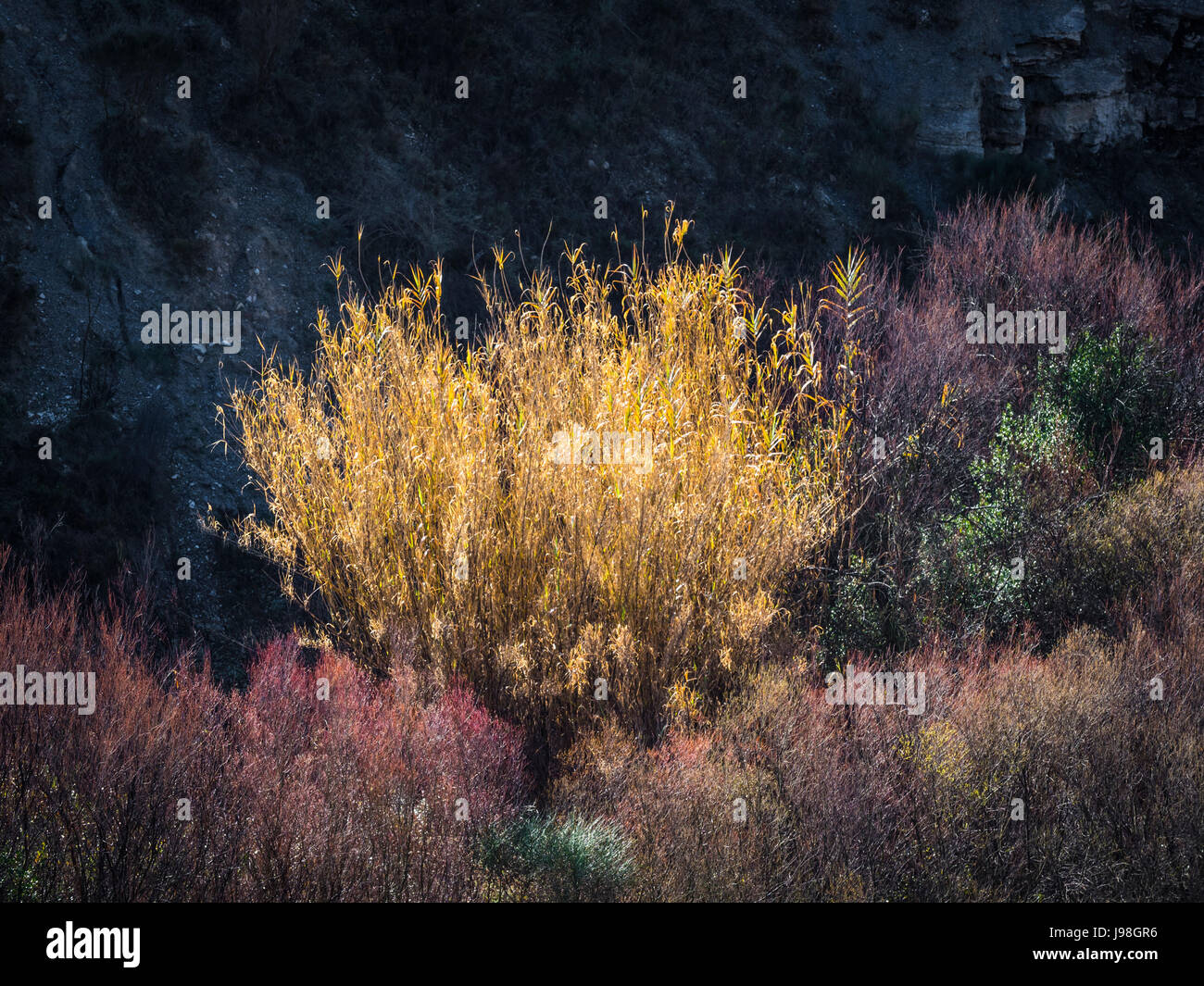 Sunlit bush against dark background Stock Photo - Alamy