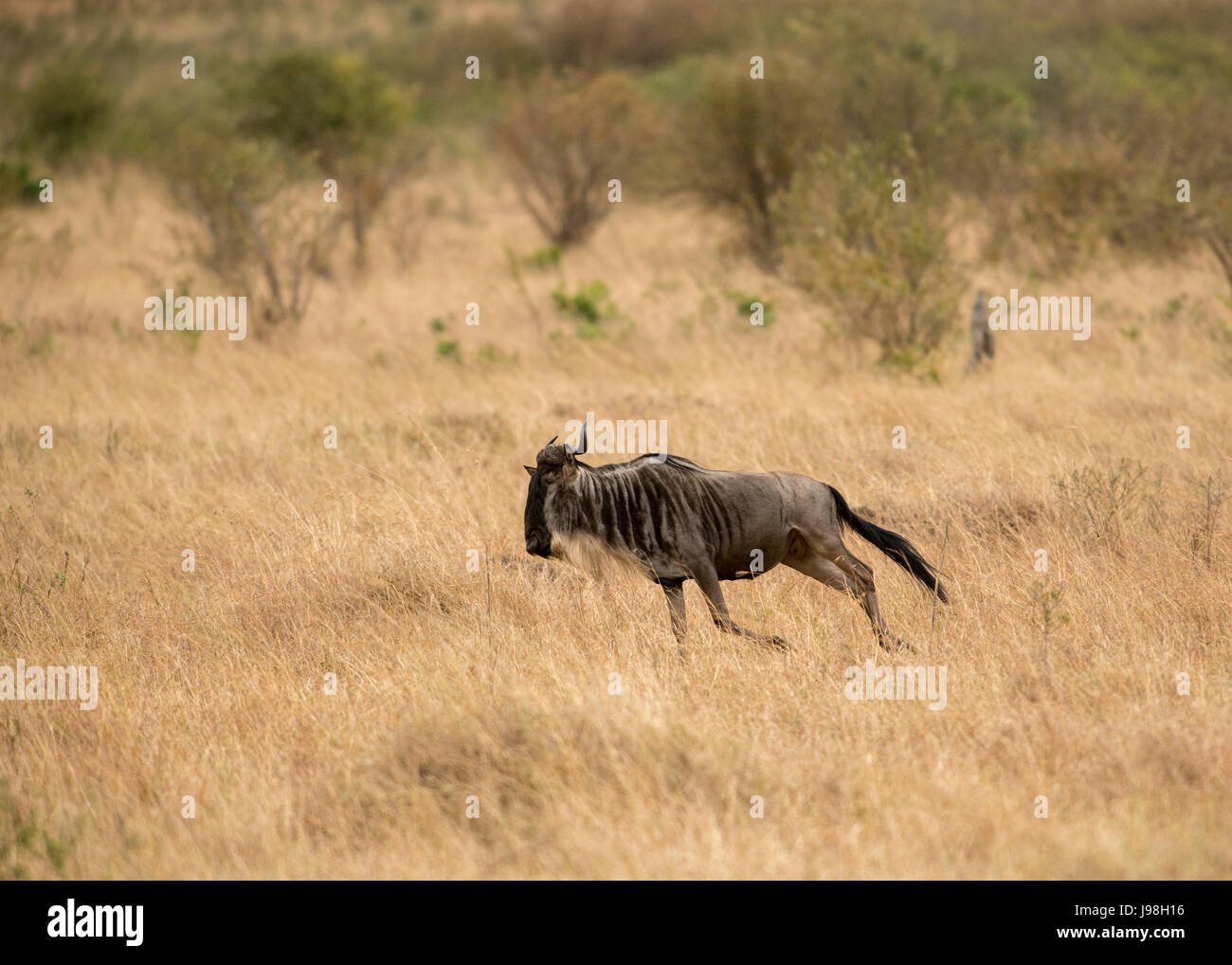 Wildebeest running male hi-res stock photography and images - Alamy