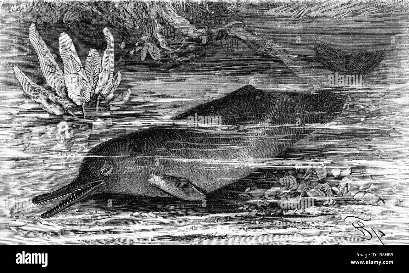 Whale anatomy drawing hi-res stock photography and images - Alamy