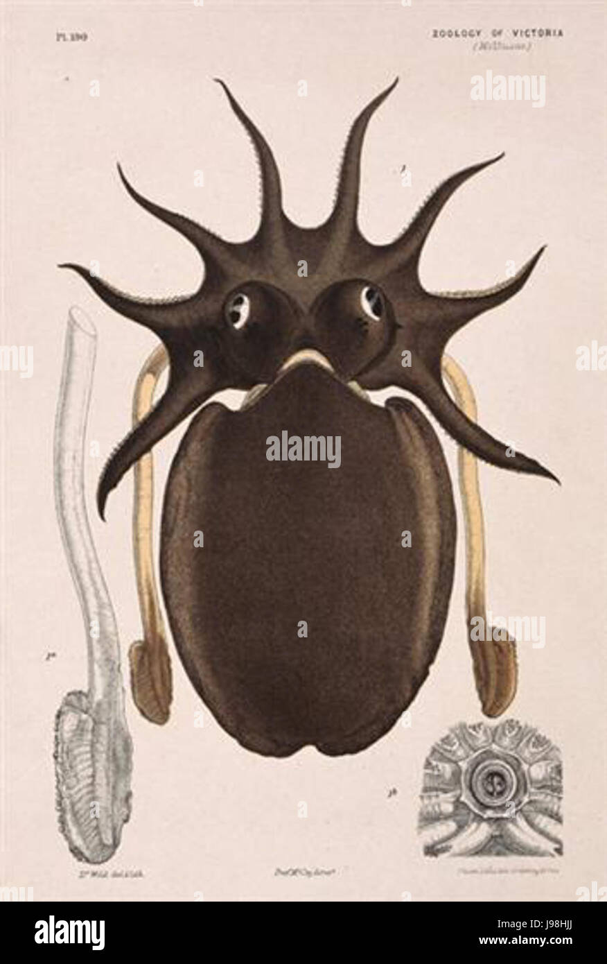 Sepia apama by John James Wild Stock Photo - Alamy