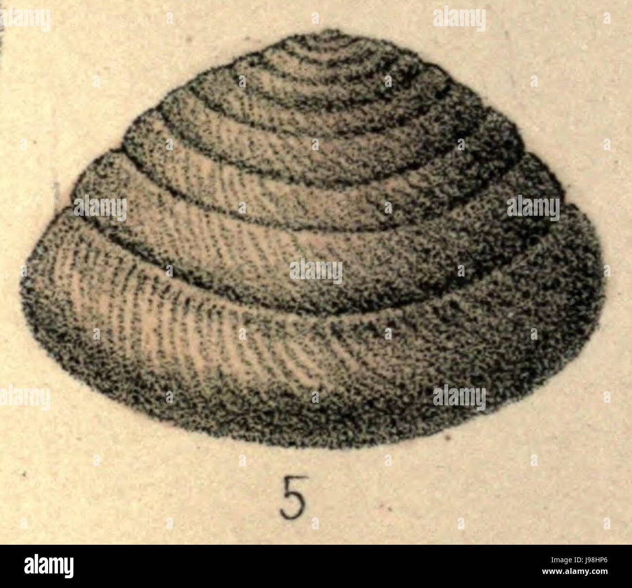 Sagda connectens shell Stock Photo - Alamy